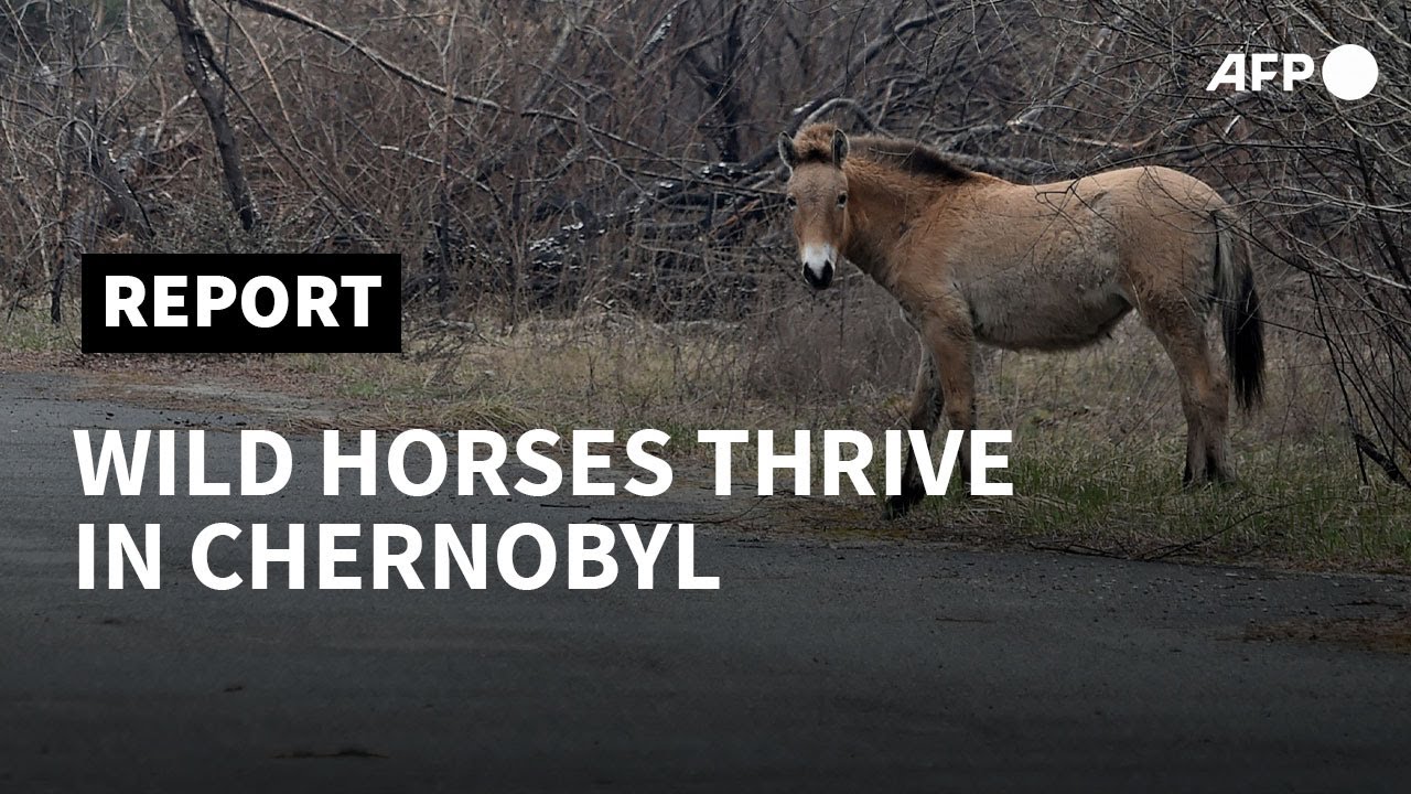 Wild horses flourish in Chernobyl 35 years after explosion | AFP - YouTube