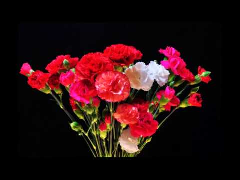 [HD] Keep you Hijabs high- Masikah [NO MUSIC]