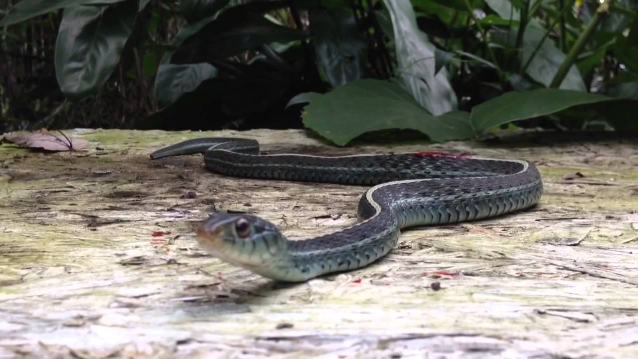 Garden Snake - Decoy Pigeon Eggs - YouTube