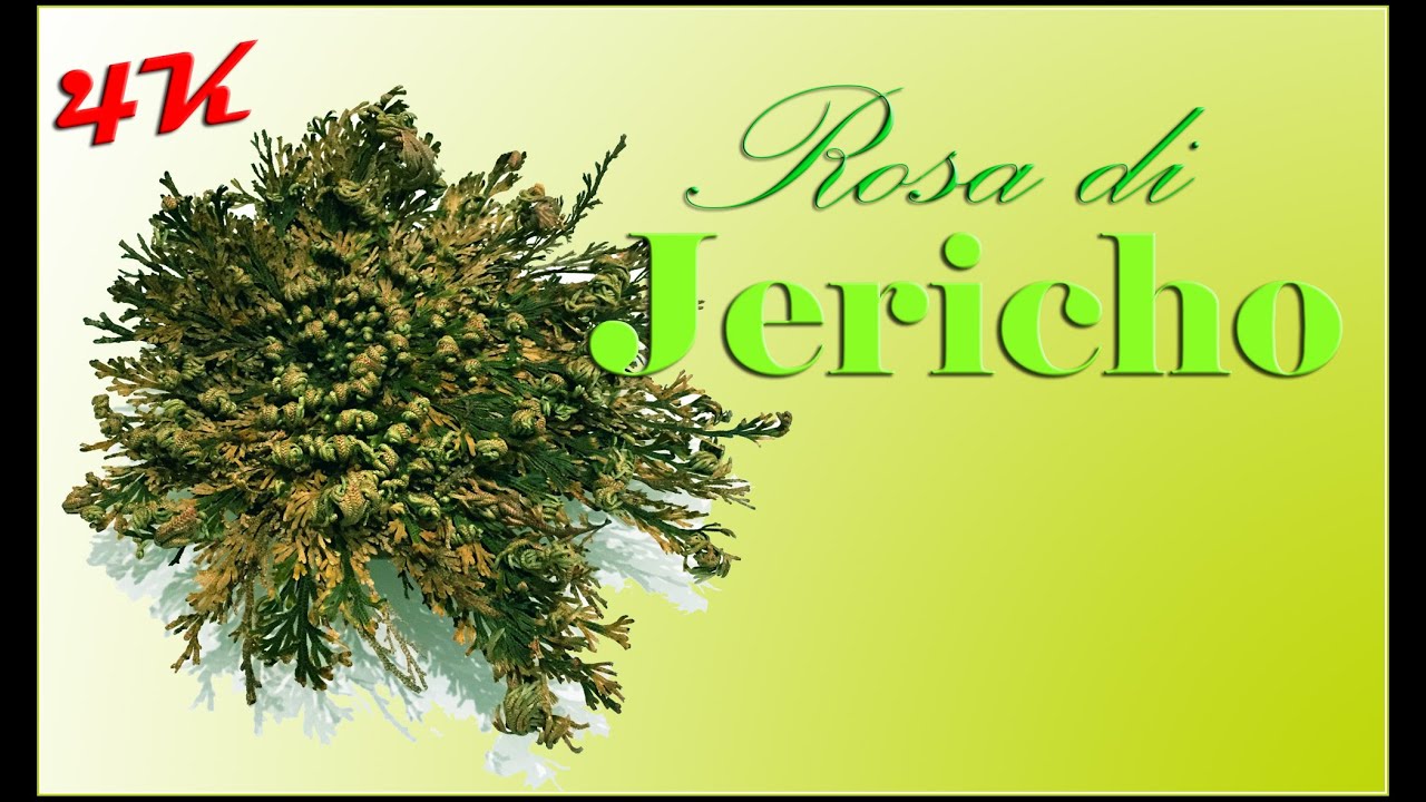 🌺Rosa di JERICHO🌺 - TimeLapse (UHD 4K) - YouTube