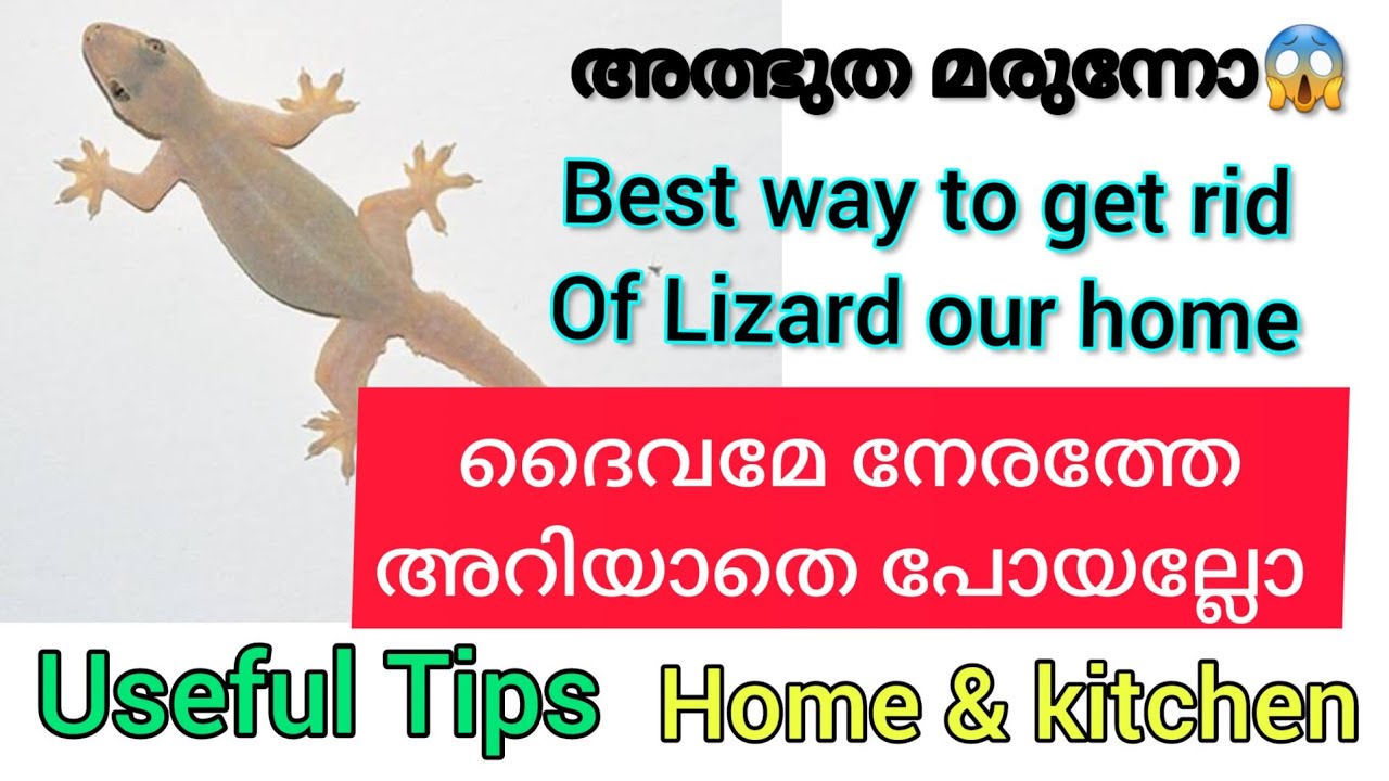 ഇനി ഒരു പല്ലിപോലും വീട്ടിൽ ഉണ്ടാവില്ല |How to get ride of Lizard |Lizard in your house use this ...
