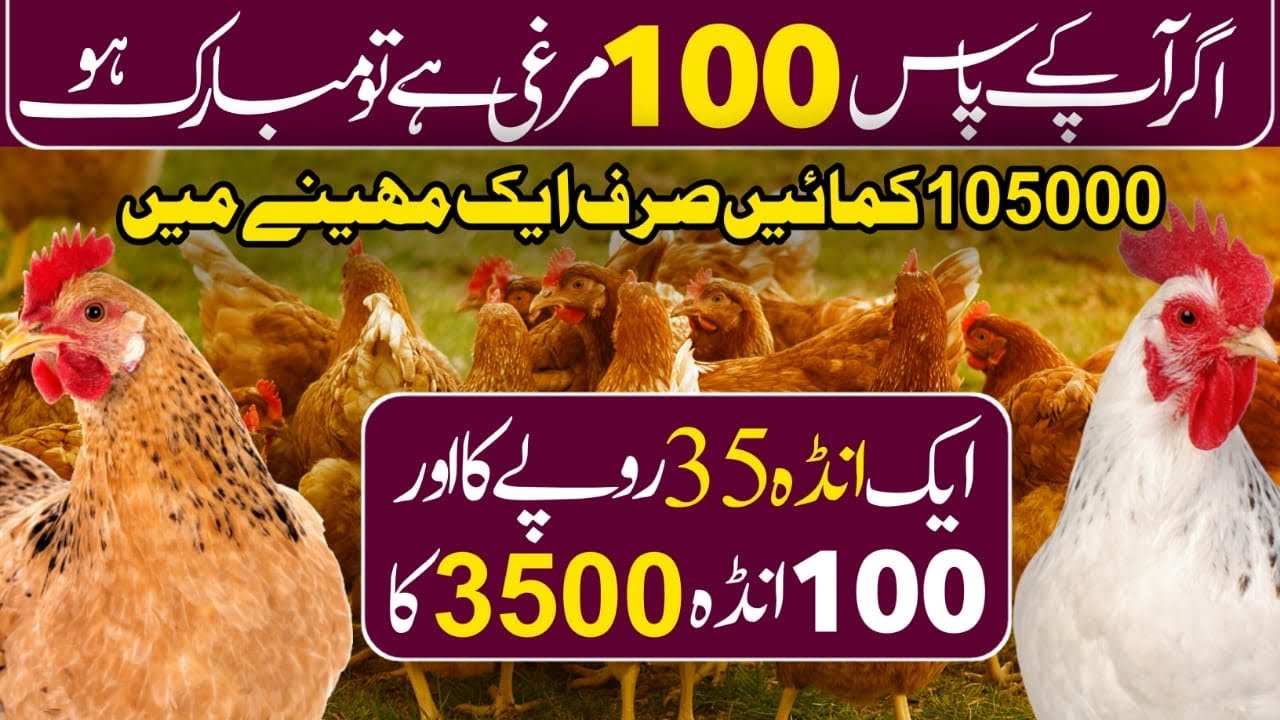 100 Golden murgi deliver in Sindh | Poultry Farming In Pakistan - YouTube
