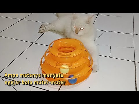 Kucing Putih main bola mute-muter jadi pusing 😂 - YouTube