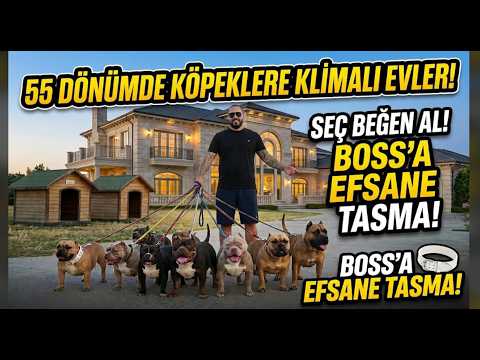 55 Dönüm Malikanede Yaşayan Köpekler! ( Her köpeğin ayrı ayır 1+1 klimalı evleri var)