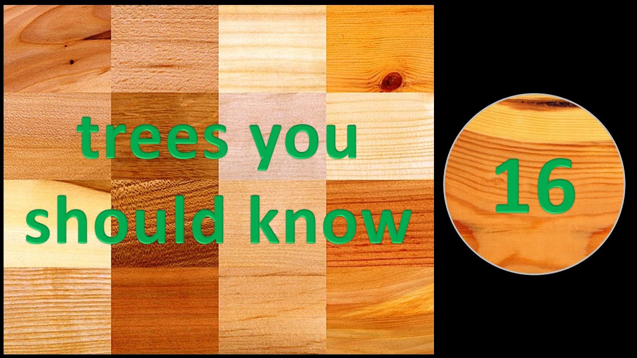 16 trees you should know - YouTube