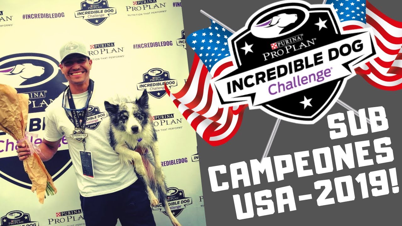 SUBCAMPEONES FREESTYLE FLYING DISC COMPETITION PURINA INCREDIBLE DOG ...