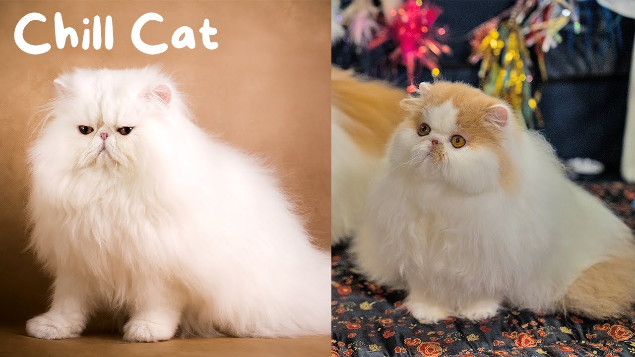 12 Things You Should Know Before Getting a Persian Cat | The Cat Butler ...