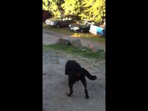 St John Dog - YouTube