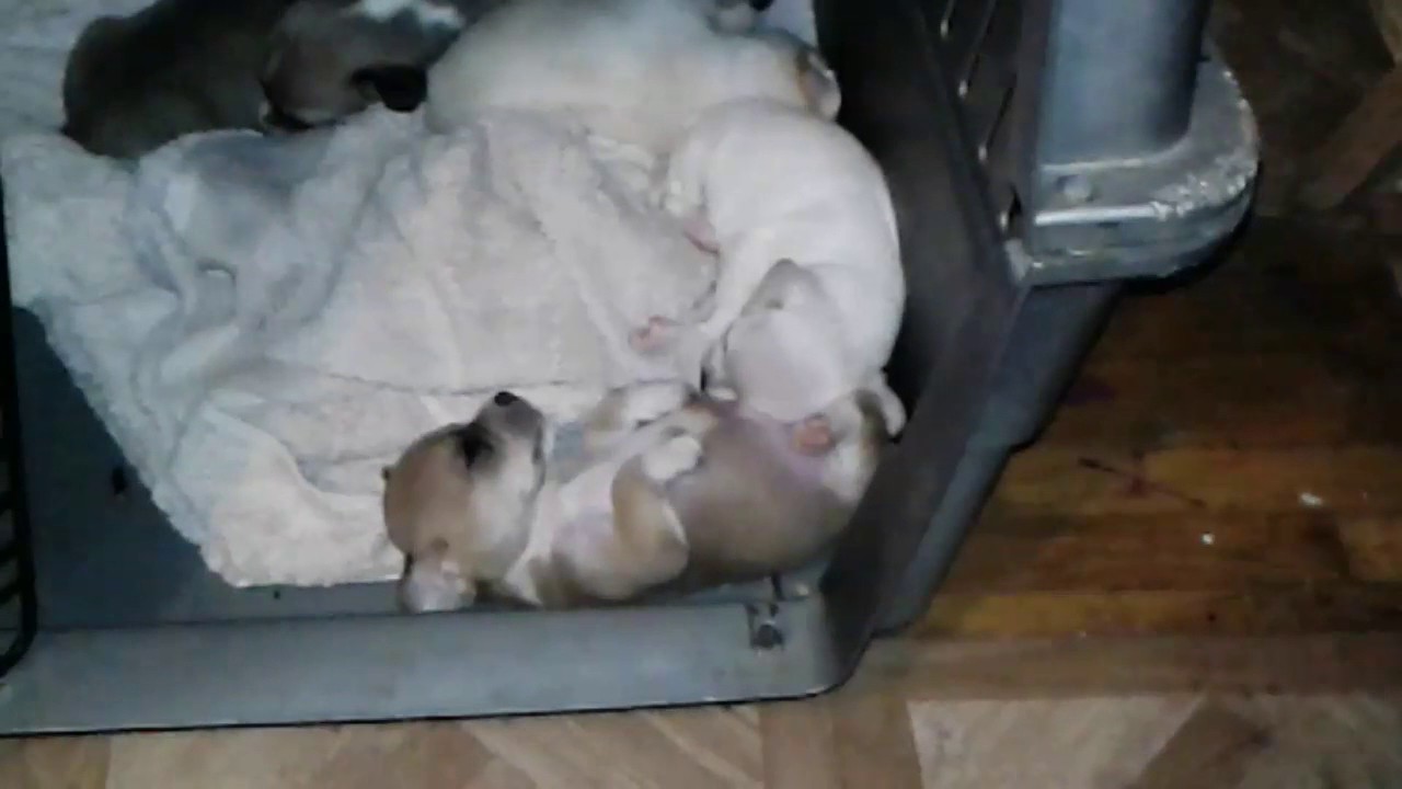 Chi apso puppies 3 wks - YouTube