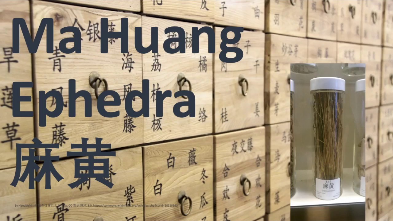 41 Chinese Herbal, Traditional Chinese Medicine, TCM, Ma Huang (Ephedra ...