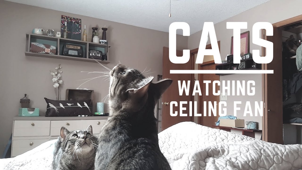 Funny Curious Cats Watching the Shadow from Ceiling Fan | Then Cuddle ...