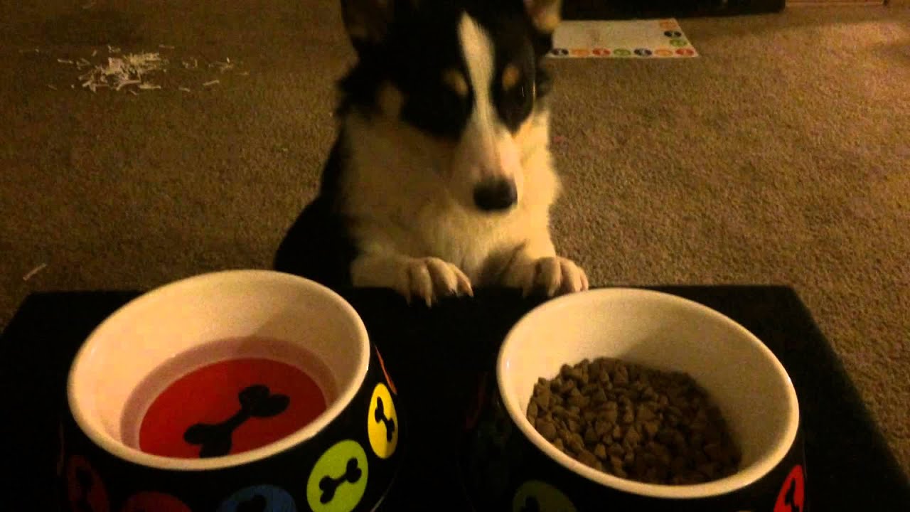 Praying before I eat! Pickles the corgi dog! - YouTube