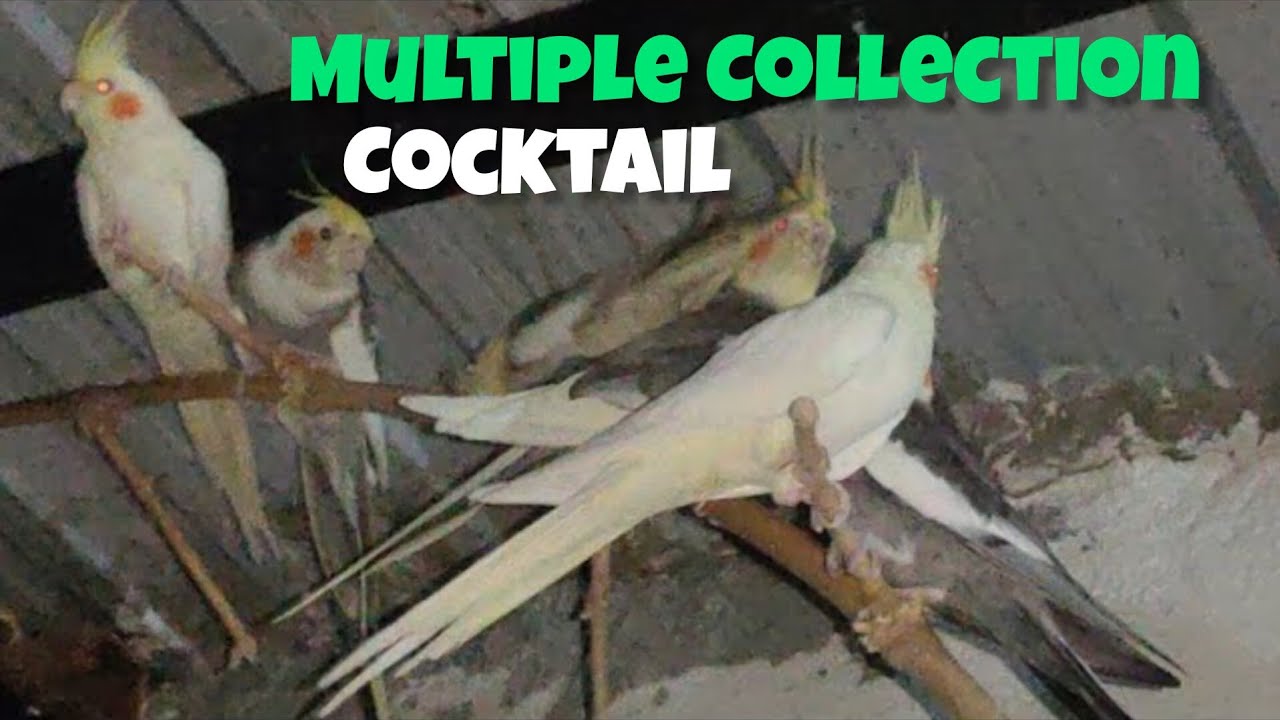 cocktail bird's available in Aurangabad | multiple collection of ...