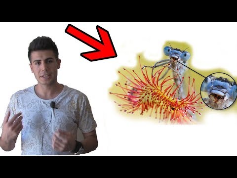 Böcek Yiyen Bitki | Sandeu