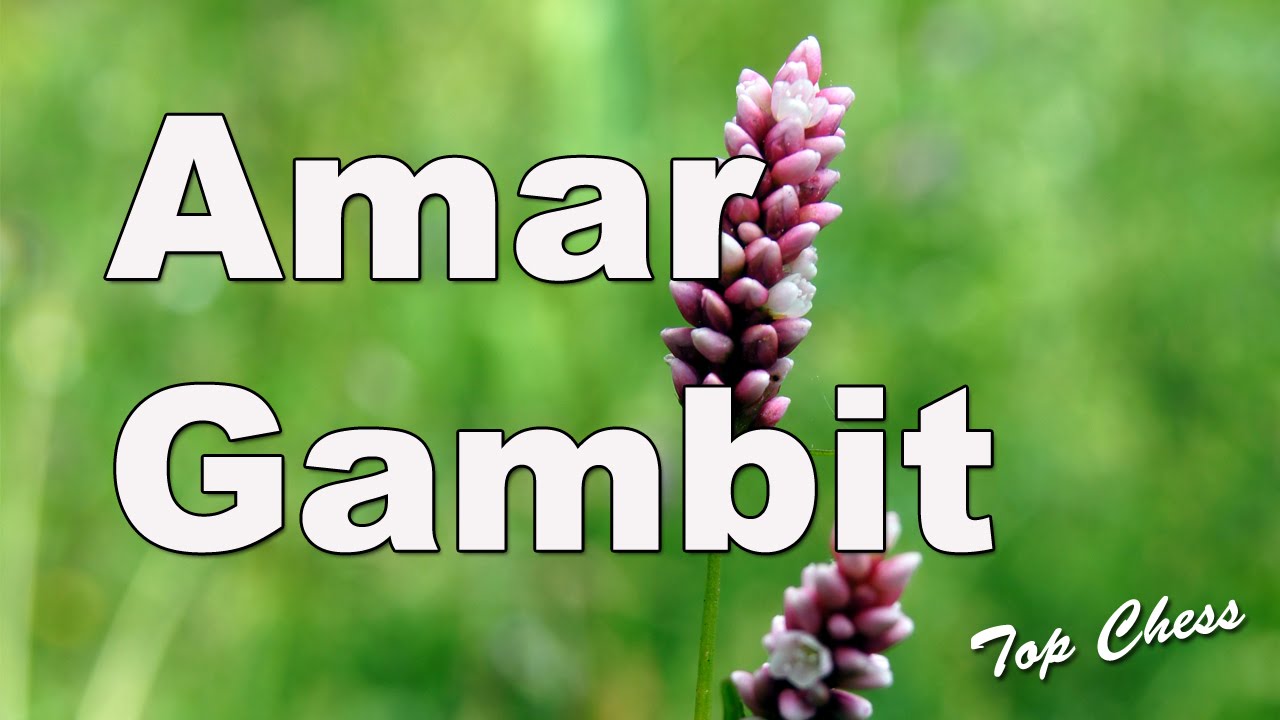 Chess - Amar gambit - YouTube