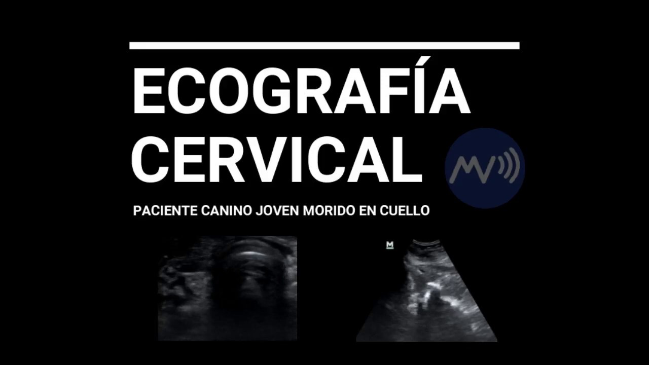 Ecografia trauma cervical canino - YouTube
