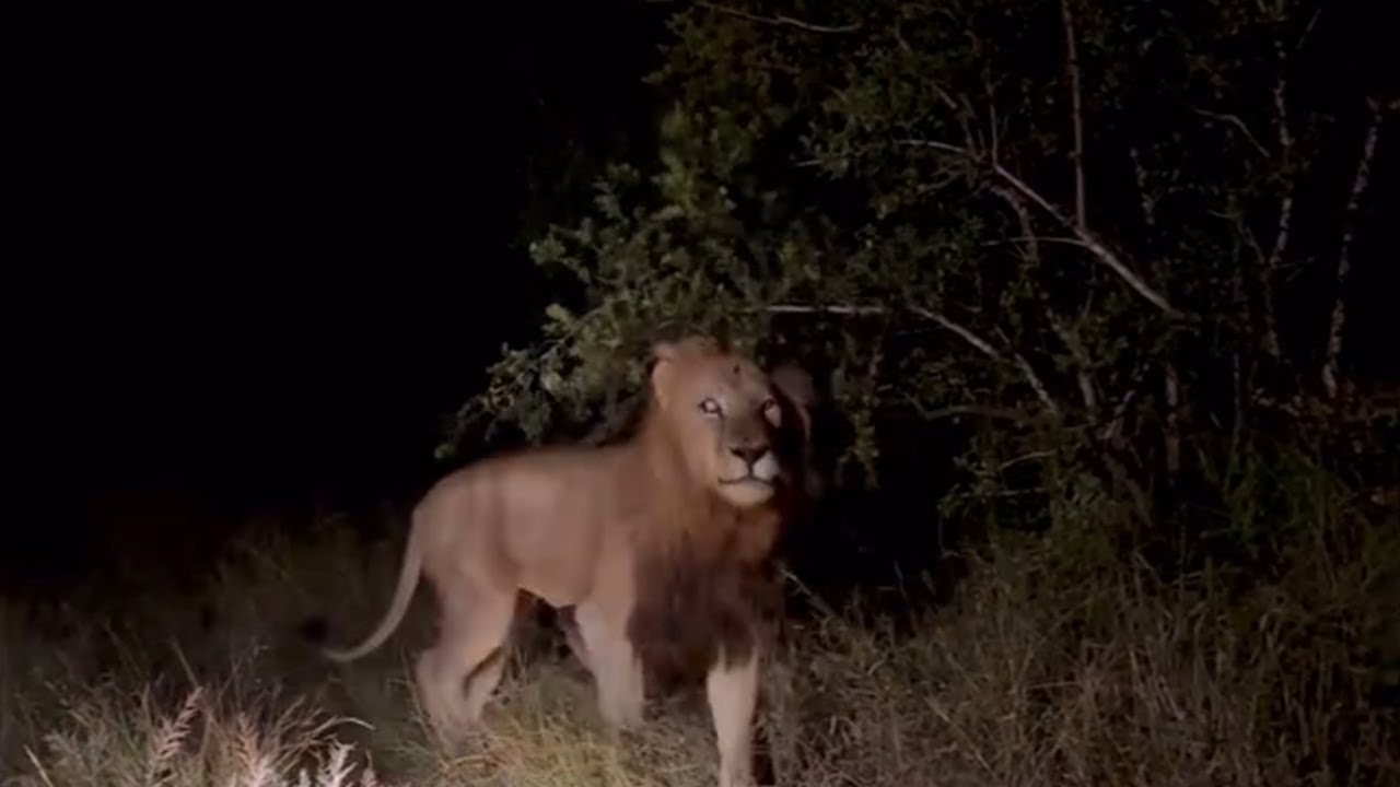 Mapoza Male Lion with Monwana Pride on Move | 4 April 2024 - YouTube