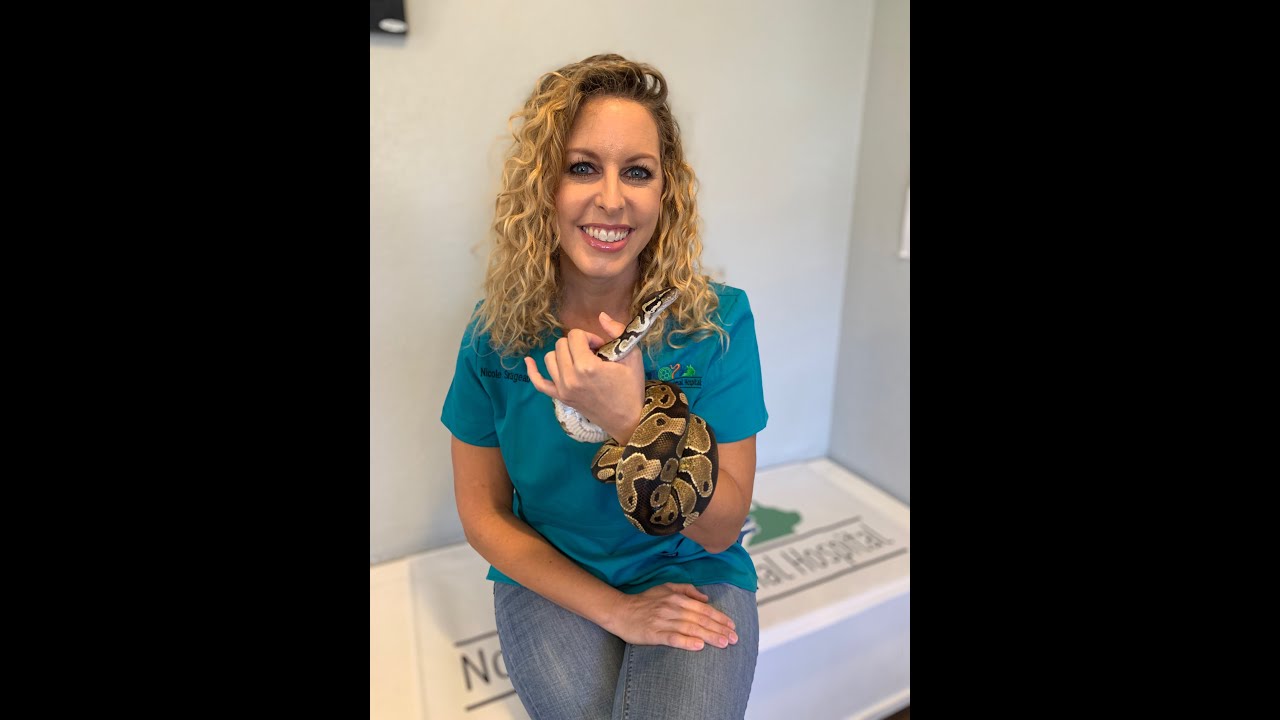 Animal Kid-dom with Dr. Nicole, featuring... BALL PYTHONS!! - YouTube