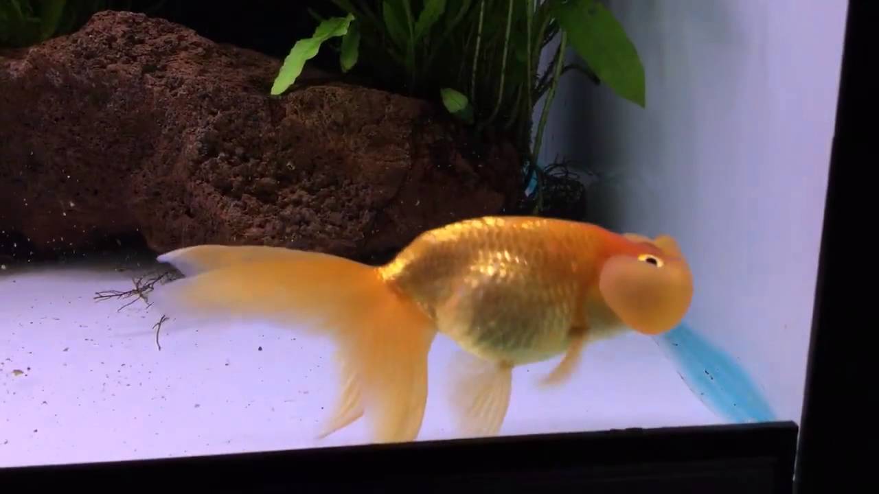 🐟 Poisson Bubel Eye - YouTube