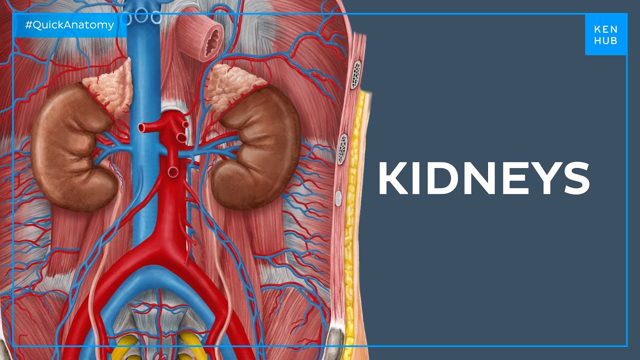 Urinary system organs: Kidney - Quick Anatomy | Kenhub - YouTube