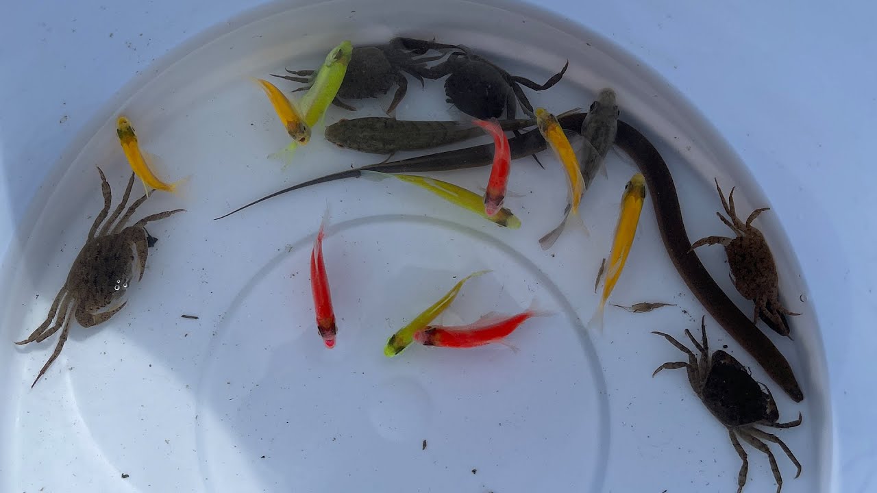Amazing Result With Beautiful Fish | Foun Cute Color Fish Snakeheads ...