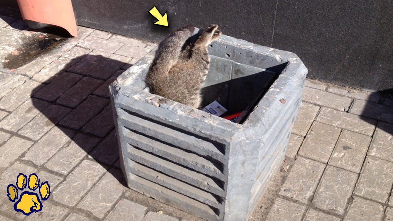 Someone was Thrashing Around in a Garbage Can, Crying in Fear - YouTube