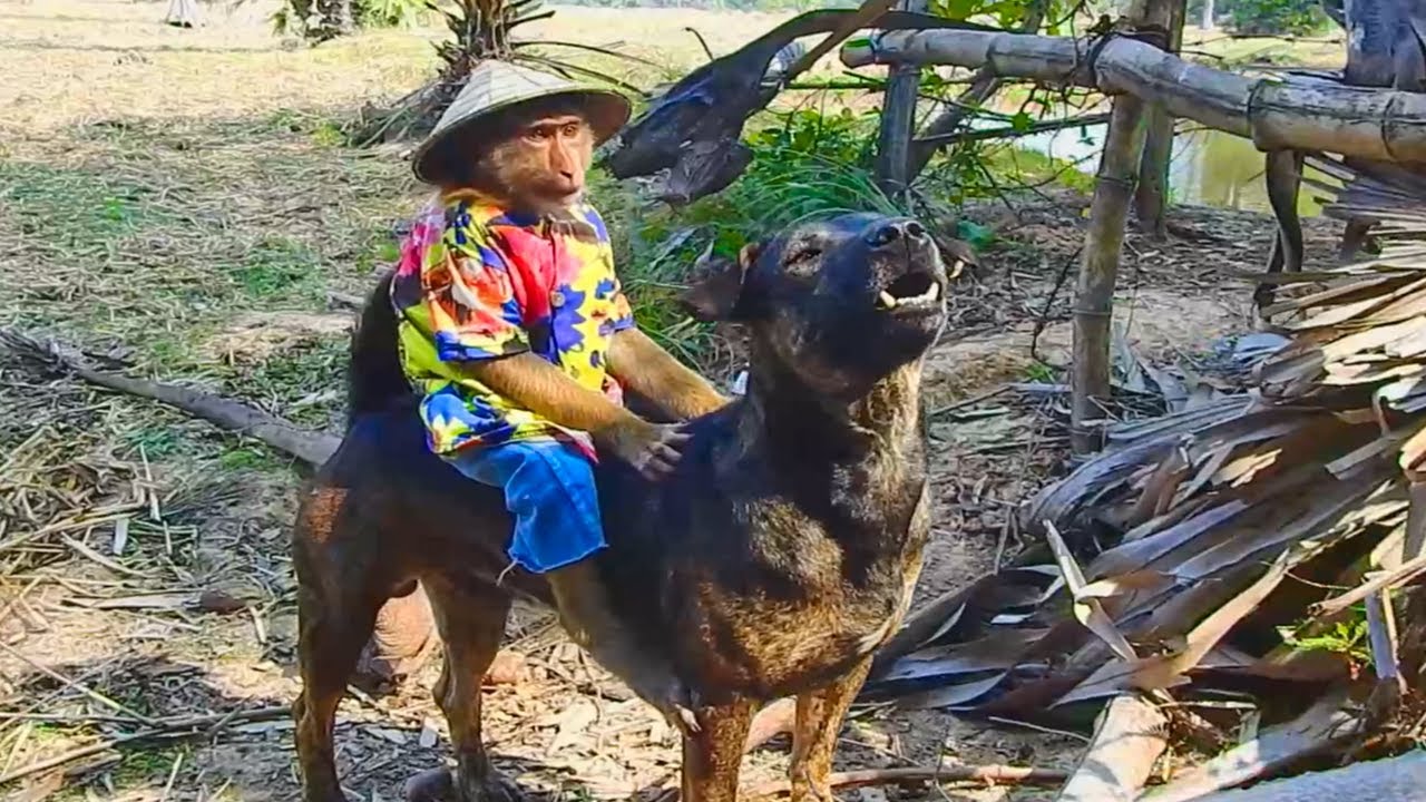 What Are You Found Pao? Two Farmers Are Famous, Beautiful Head - YouTube
