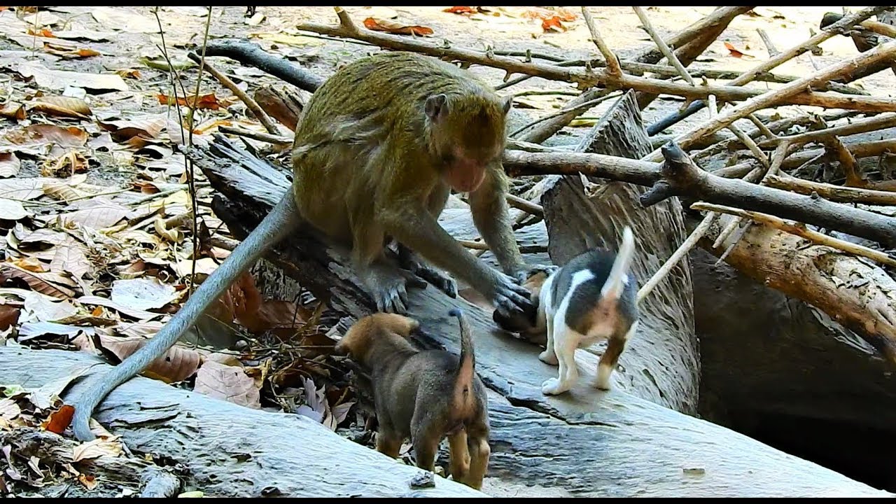 Adorable Dogs and monkey! - YouTube