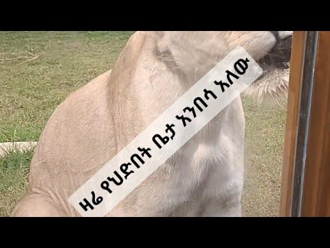 Toyba YouTube is live ዛሬ# የህድኩበት# ቤታ #አንበሳ #አለው - YouTube