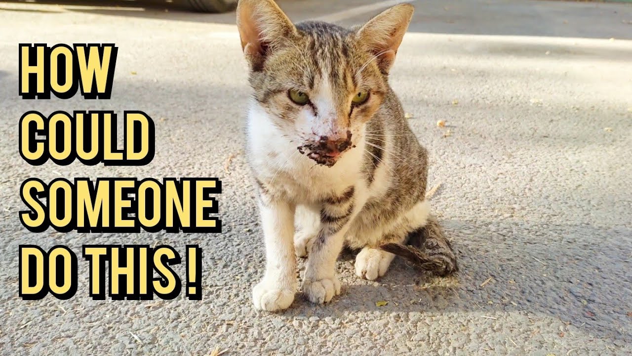 Rescue life of poor sick kitten and transforming his life - YouTube