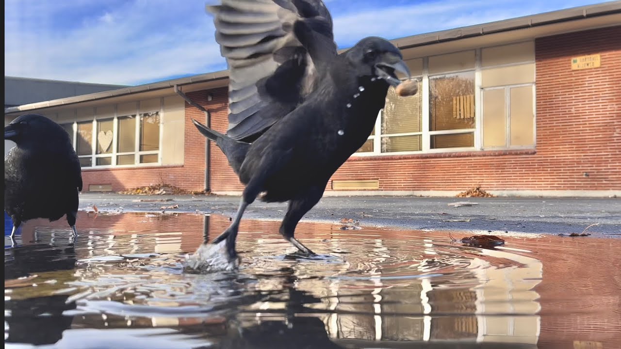 Crow Cam: Crow Lake - YouTube