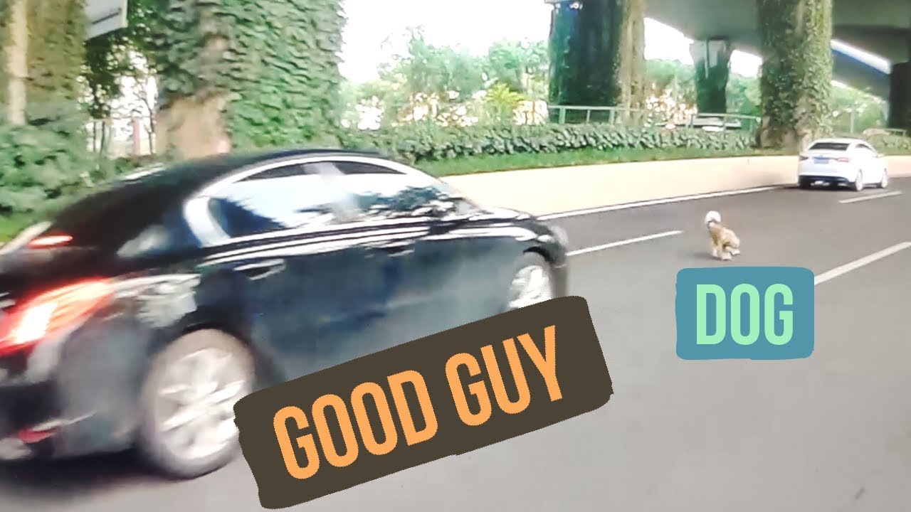 The Good Guy Driver & The Dog - YouTube