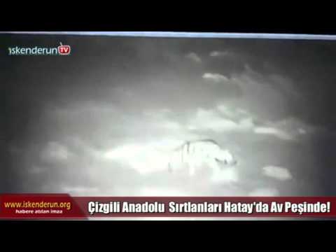 Çizgili Anadolu Sırtlanları Avı Kamerada…