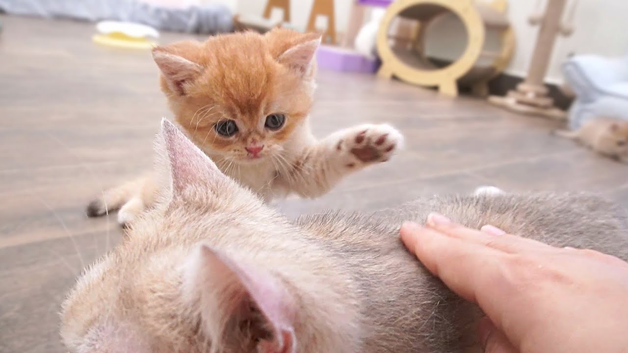 The kittens running to mom cat, meowing loudly and begging for her ...