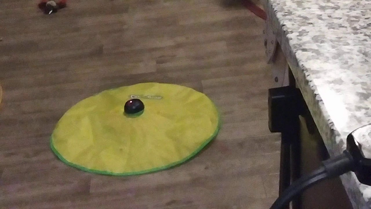 Lizzie loves the Cats Meow toy. - YouTube