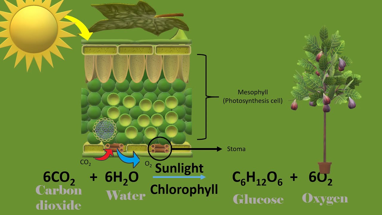 Photosynthesis - YouTube