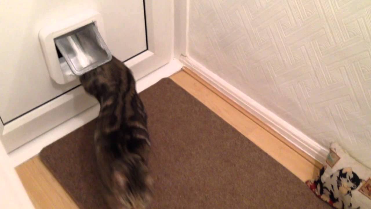 Chloe using her sure flap cat flap - YouTube