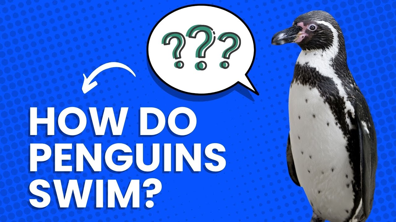 How Do Penguins Swim? - YouTube