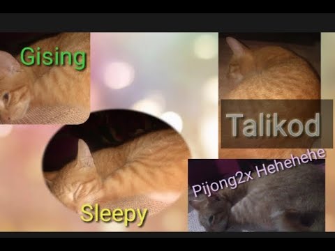 MHARLUt | ms gomez vlog - YouTube