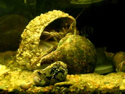 Striped hermit crab changing shells - YouTube