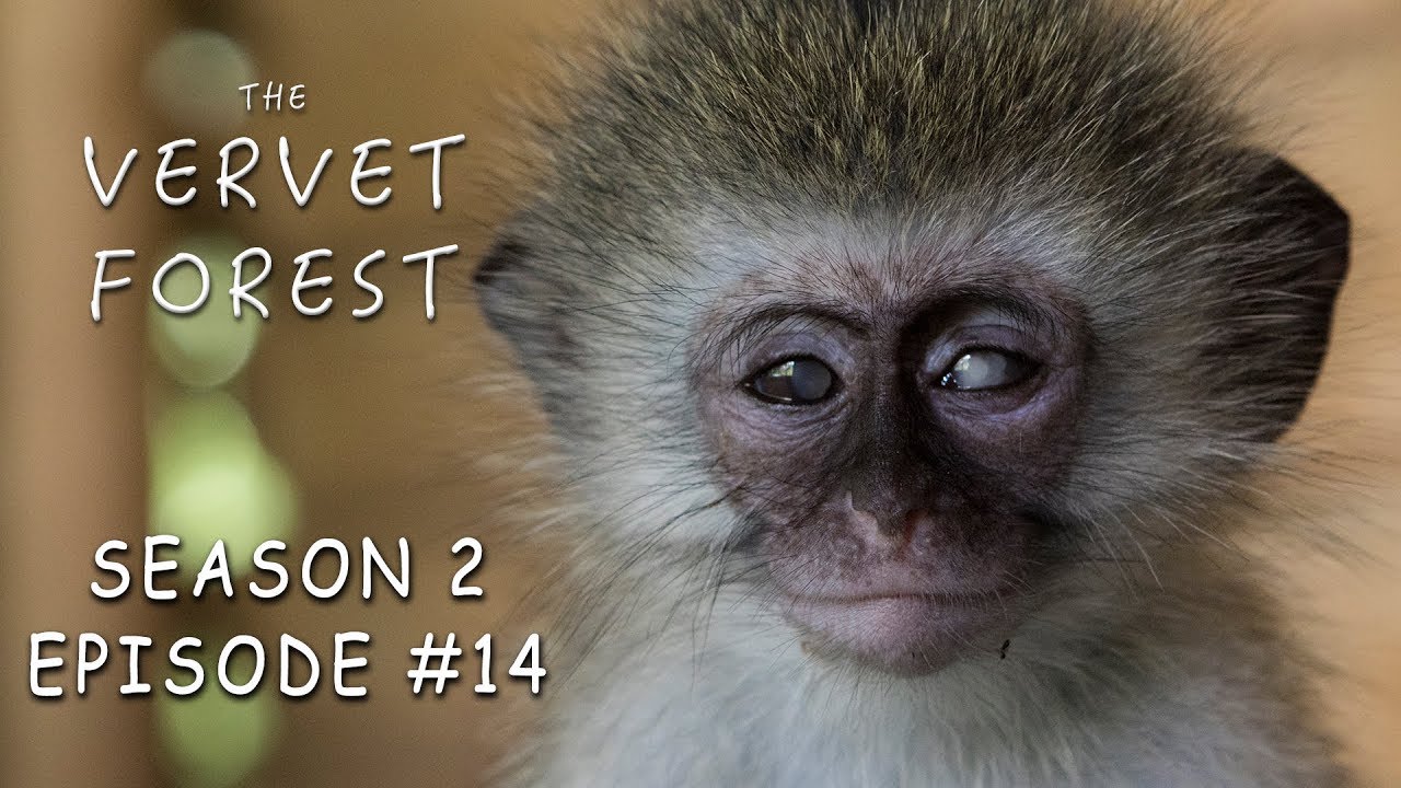 Blind Orphan Baby Monkey Rescued By Animal Sanctuary - Vervet Forest ...