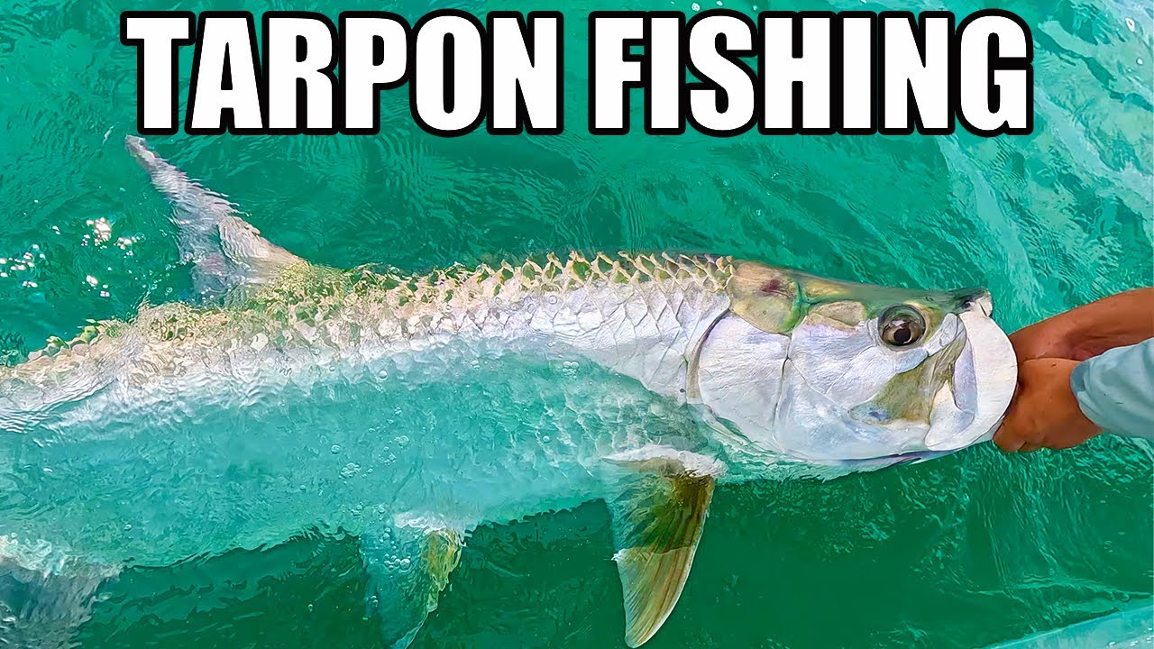 Tampa Bay Tarpon Fishing Madness: Tips Tricks And Techniques To Catch ...