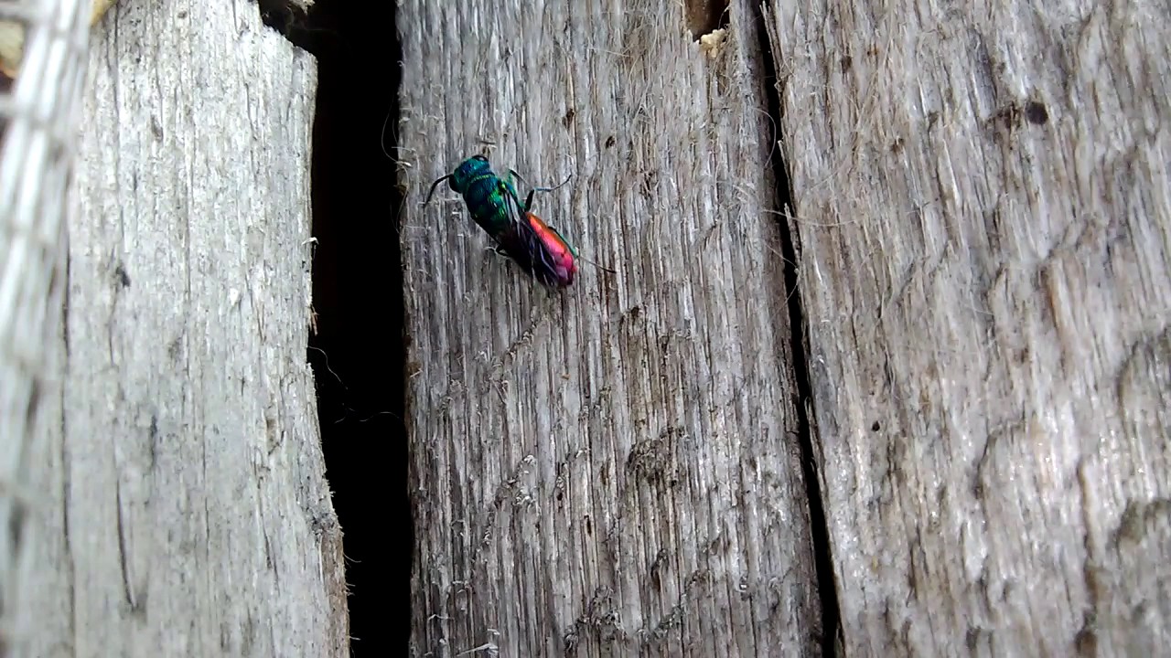 Złotolitka (Chrysis fulgida) - YouTube