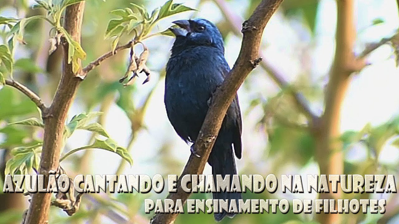 Azulão cantando e dando um verdadeiro show na natureza gravado ao vivo ...