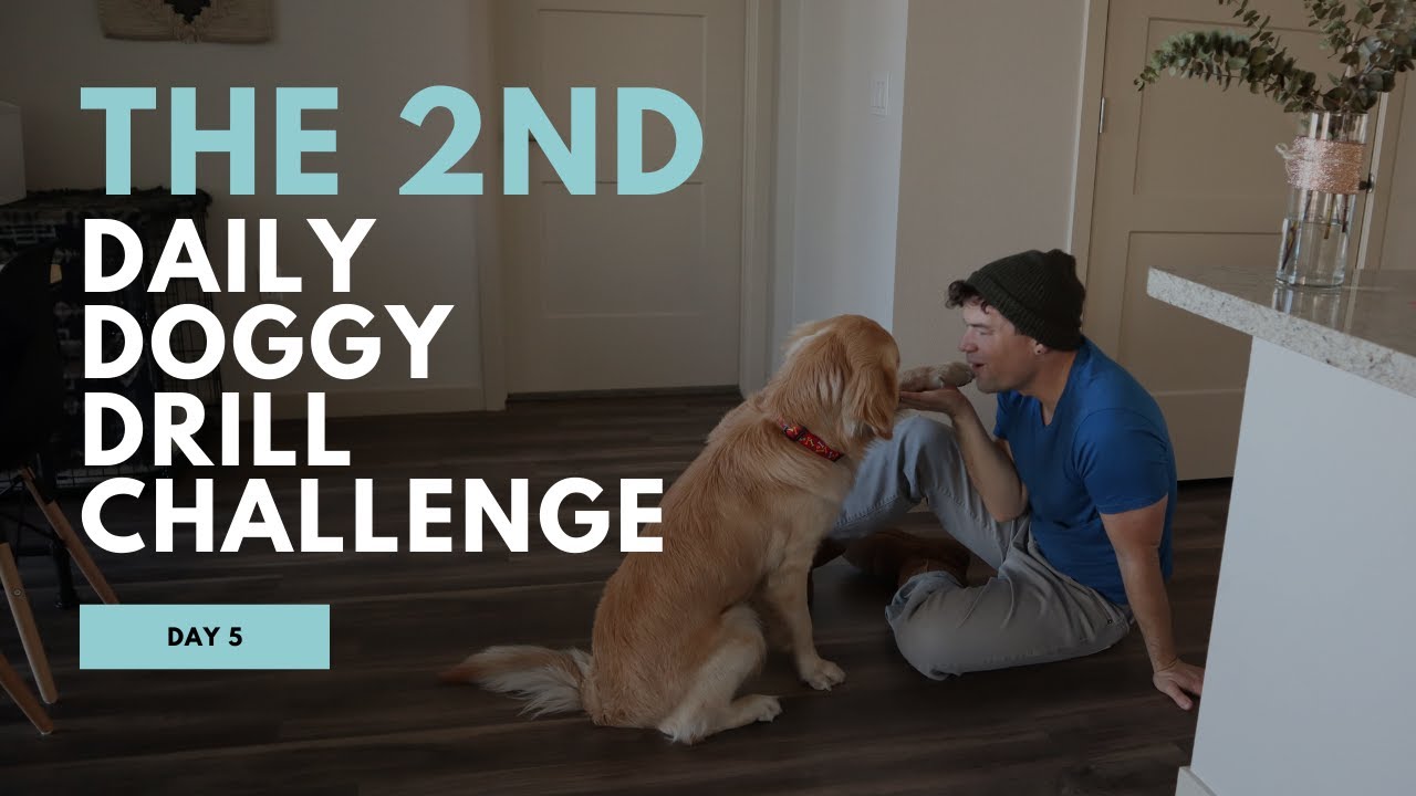 DAILY DOGGY DRILL CHALLENGE II DAY FIVE | SHORT & FUN DOG TRAINING ...