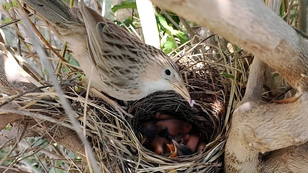 Beautiful view of common babbler bird babies @AnimalsandBirds107 - YouTube