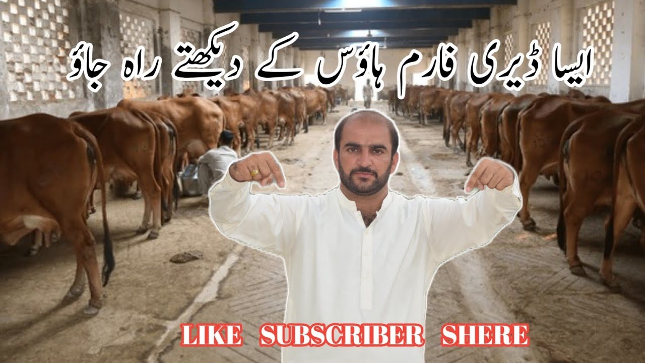 Dairy Farm House of Punjab |🐄 Ablagh Cow | Sahiwal cow | Australian cow ...