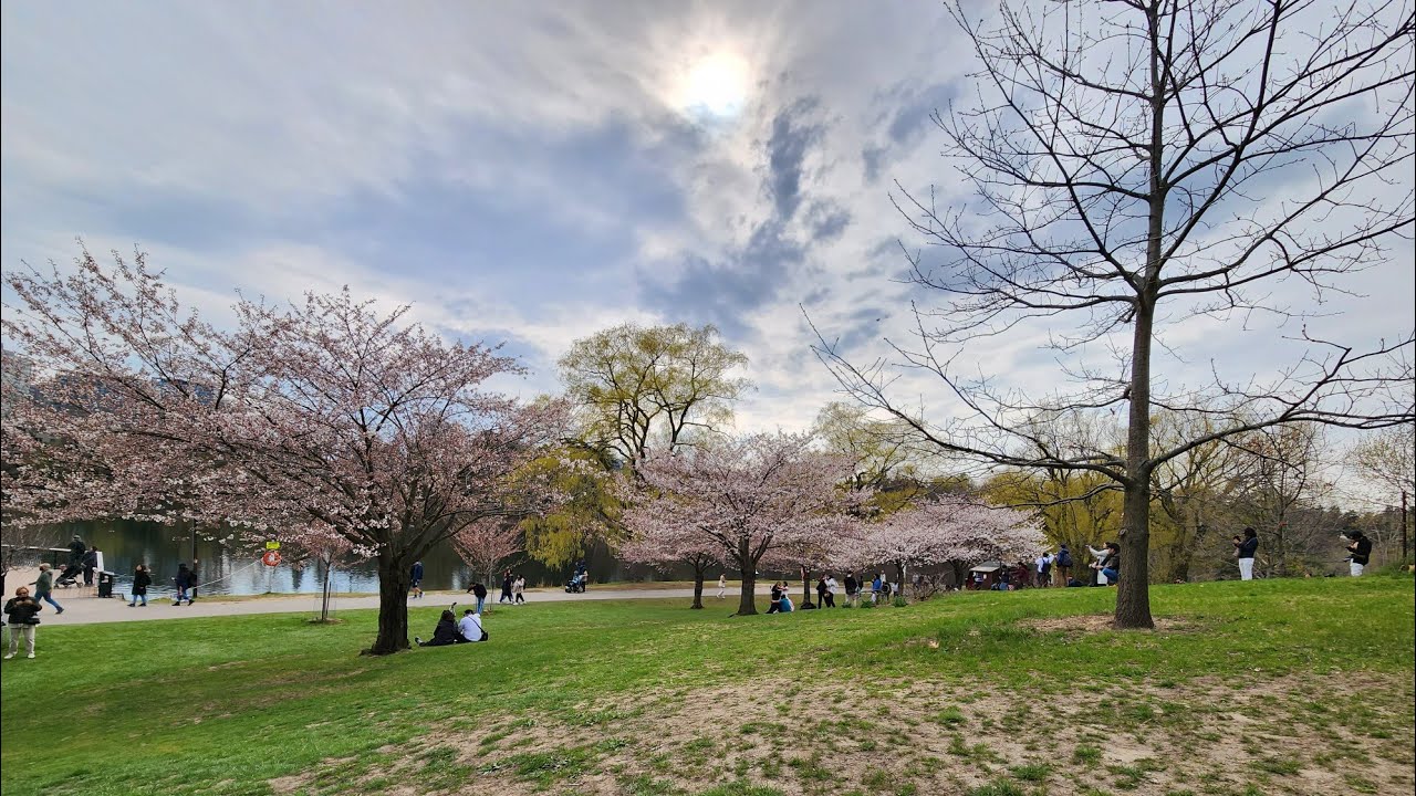 Cherry Blossoms | High Park Tour #toronto #canada #springseason # ...