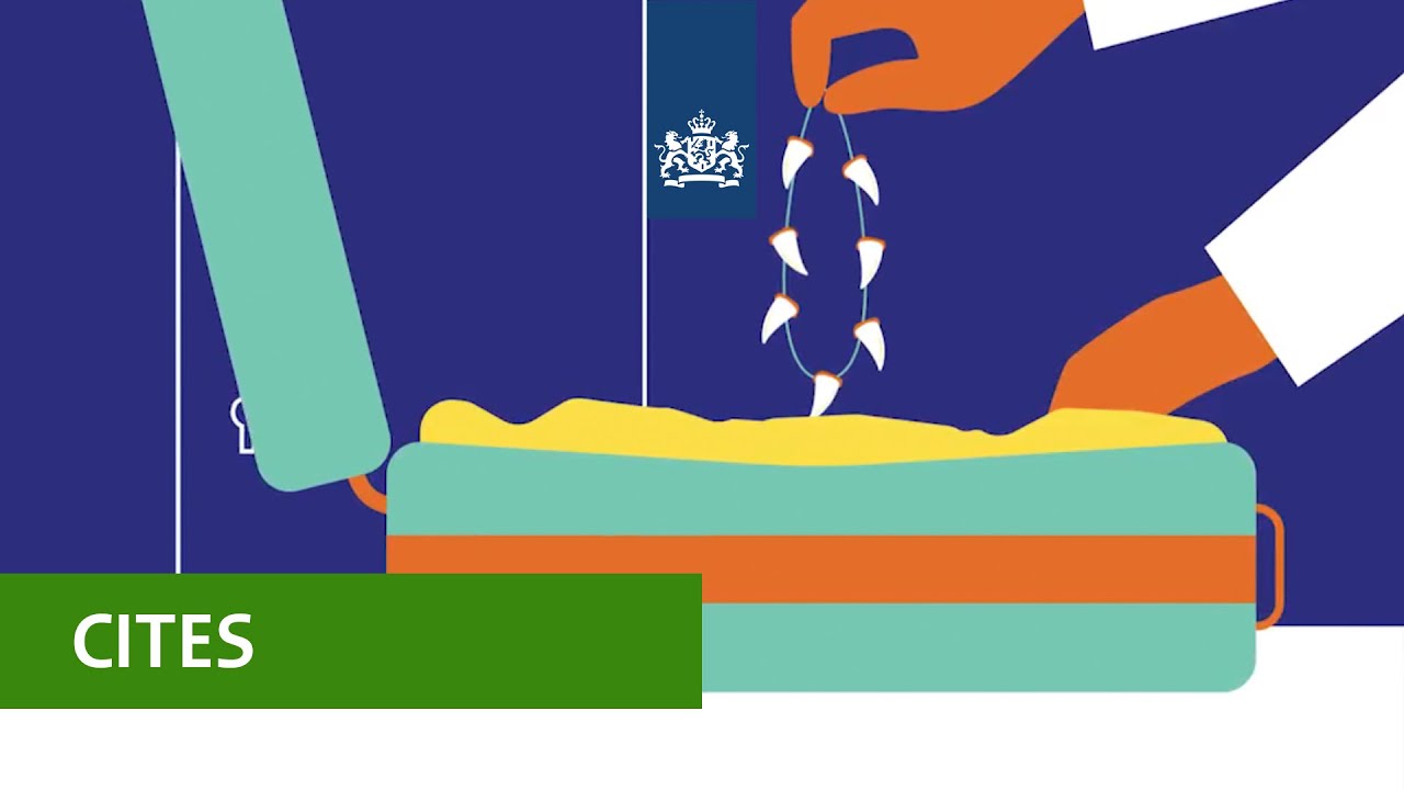 CITES | This is how the Dutch government works on CITES - YouTube