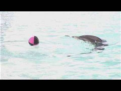 Dolphin Facts : Are Dolphins Smarter Than Humans? - YouTube